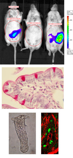 Intestinal Analysis Methods | TCDM – Turku Center for Disease Modeling Intestinal Analysis Methods | TCDM – Turku Center for Disease Modeling